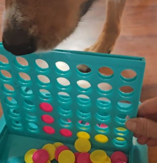 Viral TikTok Video Shows Pet Owner Playing Connect 4 With Her Dog ...