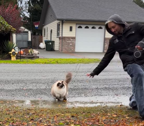 Pet Owner Hilariously Fails Trying to Show His Cat That It’s Safe to ...